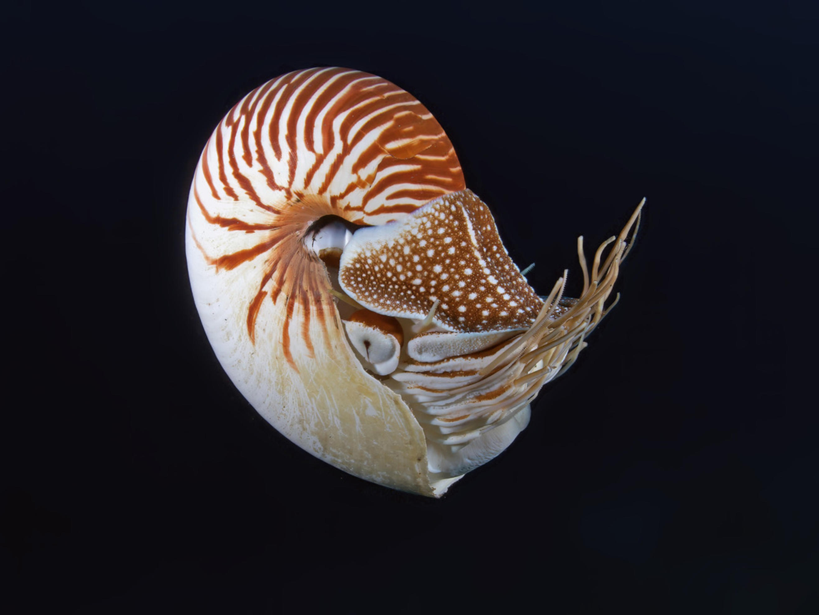 Nautilus Reveals Unexpected Sex Chromosome System | Museum of ...