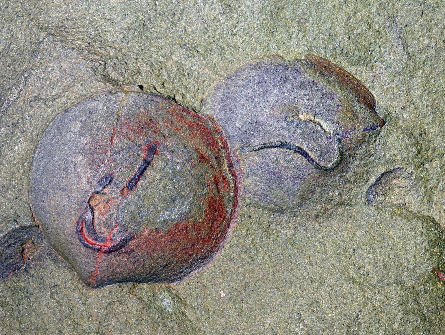 Fossils Reveal the World’s Most Persistent Parasite | Museum of ...