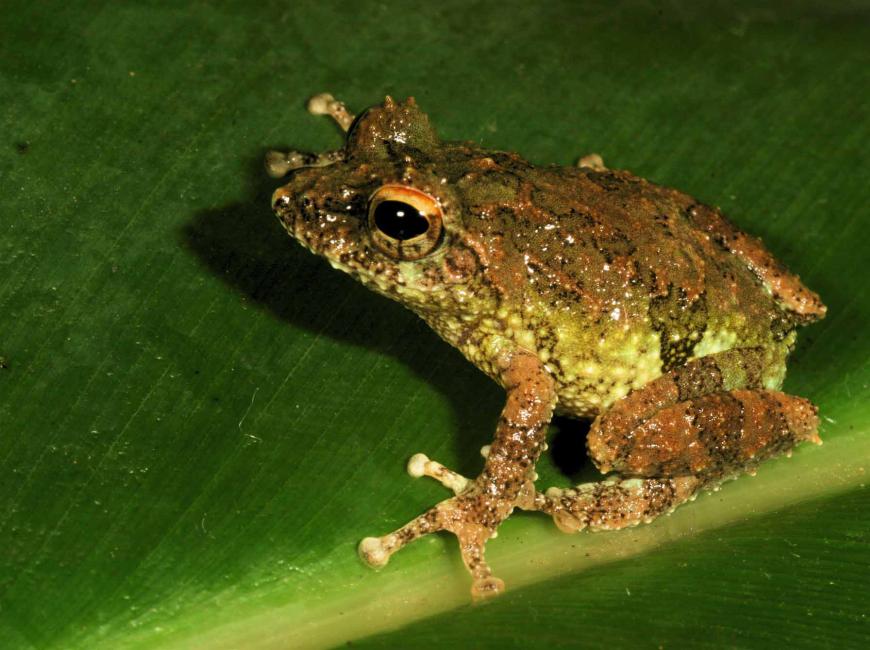 Amphibian Extinction Crisis | Museum of Comparative Zoology